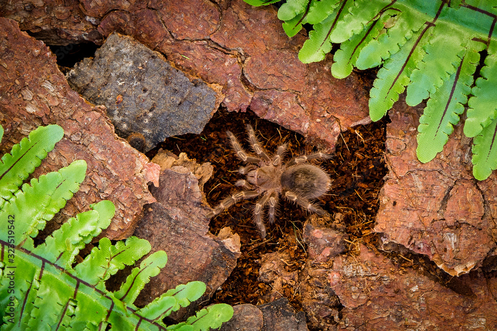 Colorful hairy tarantula Grammostola pulchripes Stock Photo | Adobe Stock
