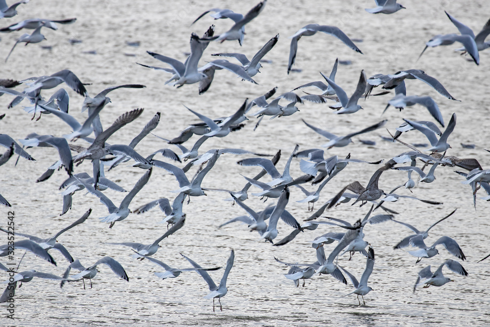 Cluster of seabirds on the shore. Bird migration concept. Birds of the ...