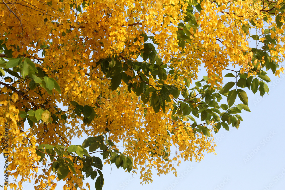 Thailand's National Tree - the Golden Rain Tree (Cassia fistula) Stock ...