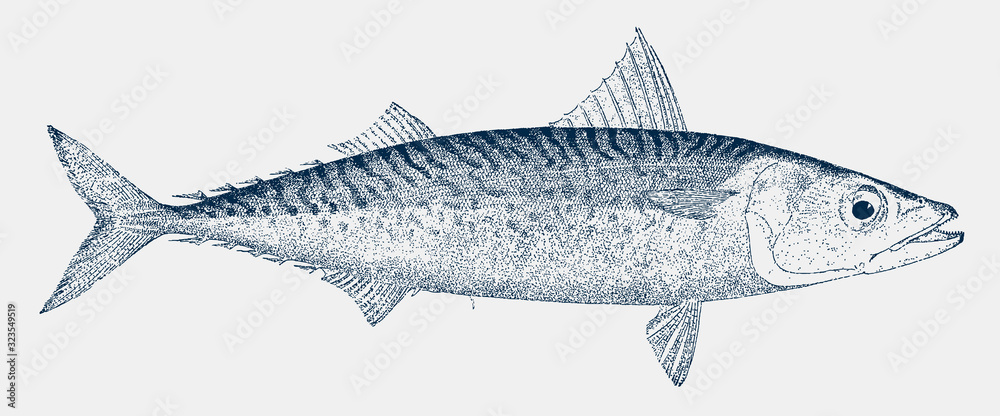 Poster Atlantic chub mackerel scomber colias, a marine fish in side ...