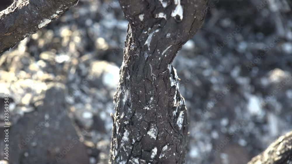 White ash on burnt tree after strong wild fire among savannah. Burnt ...