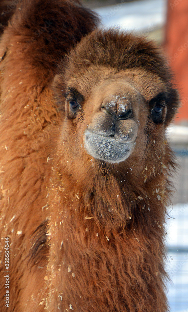 Camel is an ungulate within the genus Camelus, bearing distinctive ...