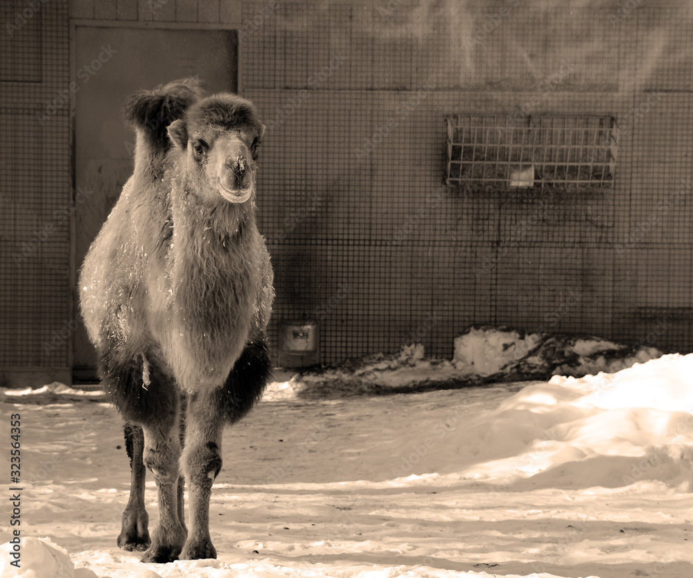 Foto de Camel is an ungulate within the genus Camelus, bearing ...