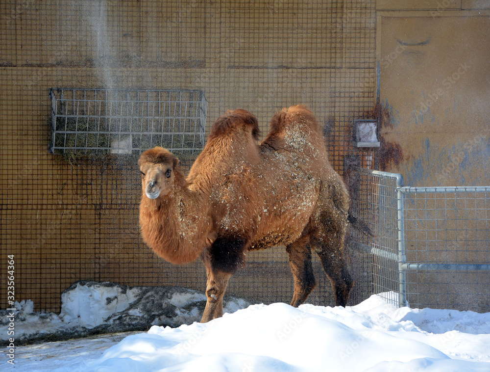 Camel is an ungulate within the genus Camelus, bearing distinctive ...