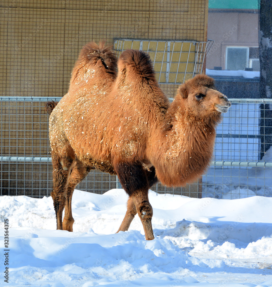 Camel is an ungulate within the genus Camelus, bearing distinctive ...