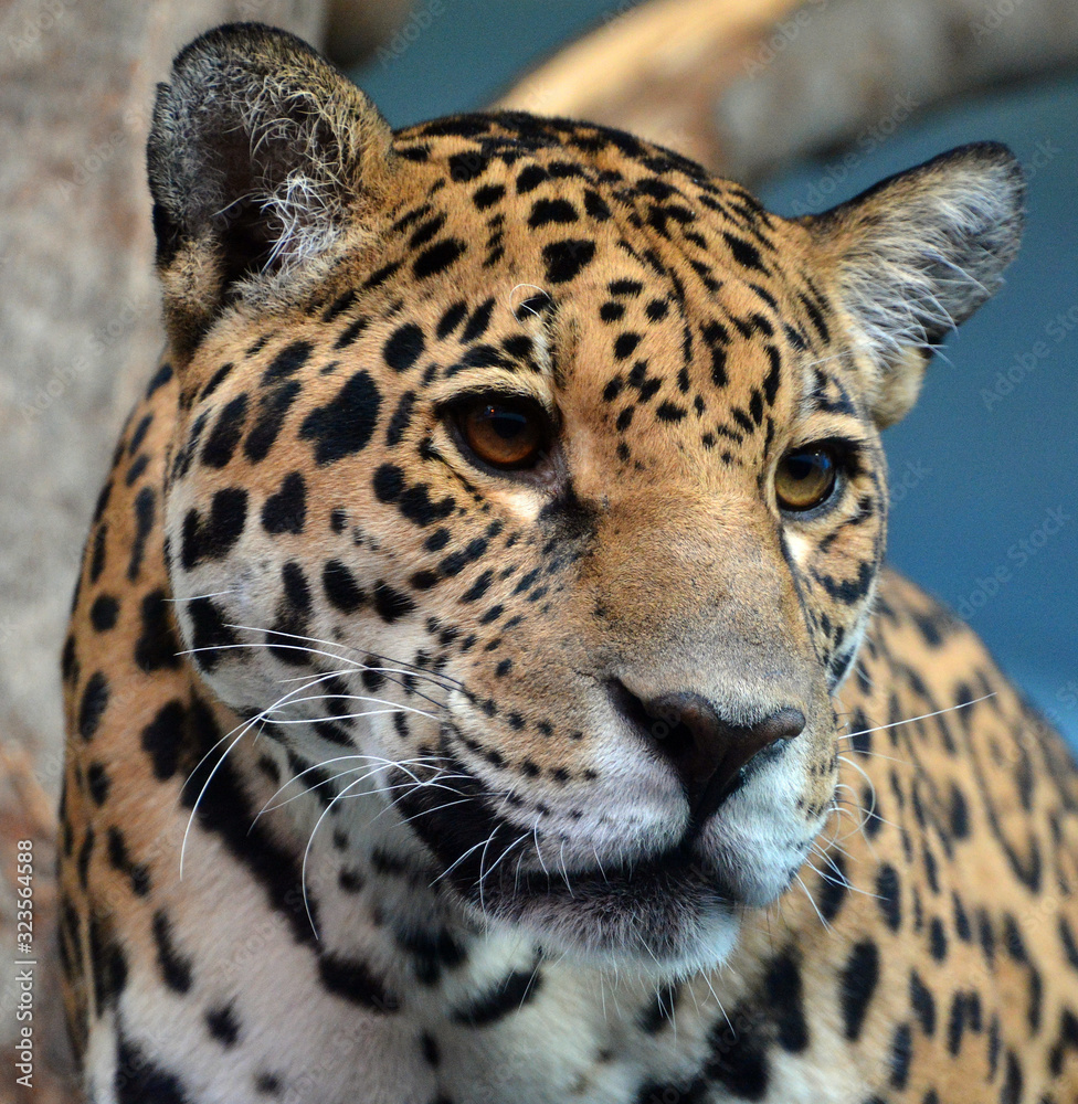 Jaguar is a cat, a feline in the Panthera genus only extant Panthera ...