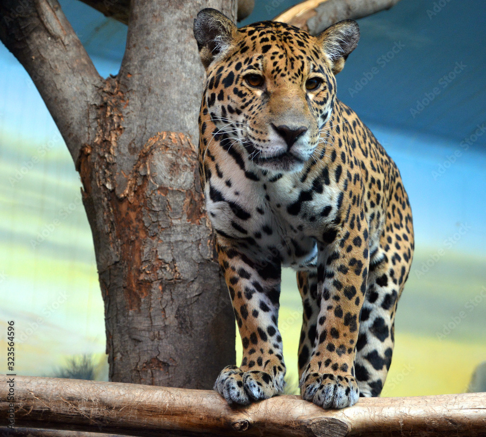 Jaguar is a cat, a feline in the Panthera genus only extant Panthera ...