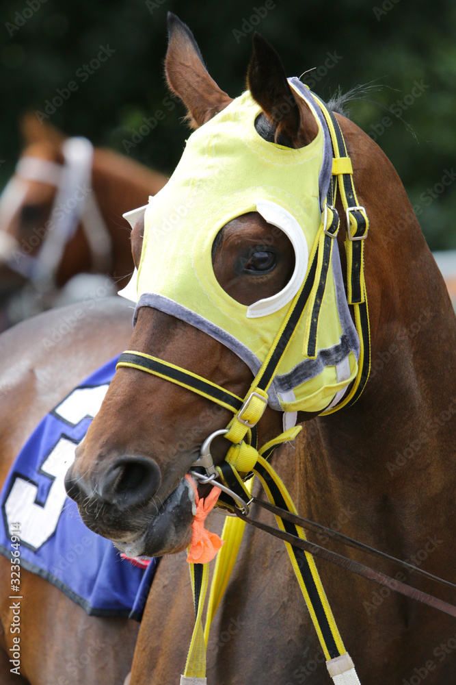 Thoroughbred Race Horse At Race Track Stock Photo | Adobe Stock