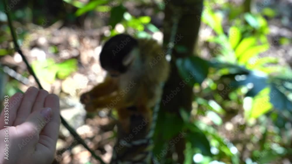 Little tame monkeys play with each other in a green exotic nature park ...