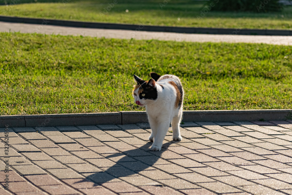 Tricolor young cat on a green grassy lawn of the lawn, resting and ...
