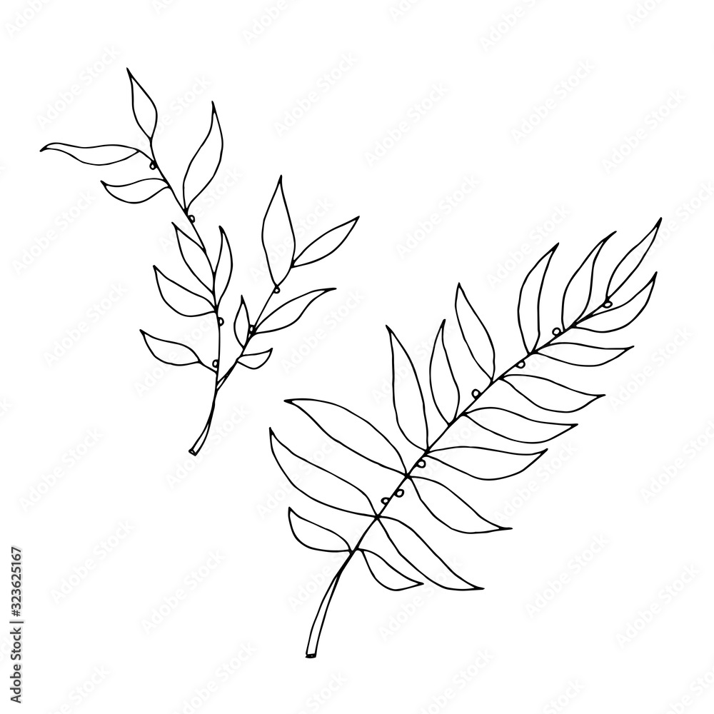 Set of drawn outline leaf isolated on a white background. Stock ...