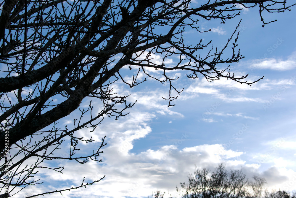 Ramas de árboles sin hojas sobre fondo de cielo azul con nubes. Fondo ...