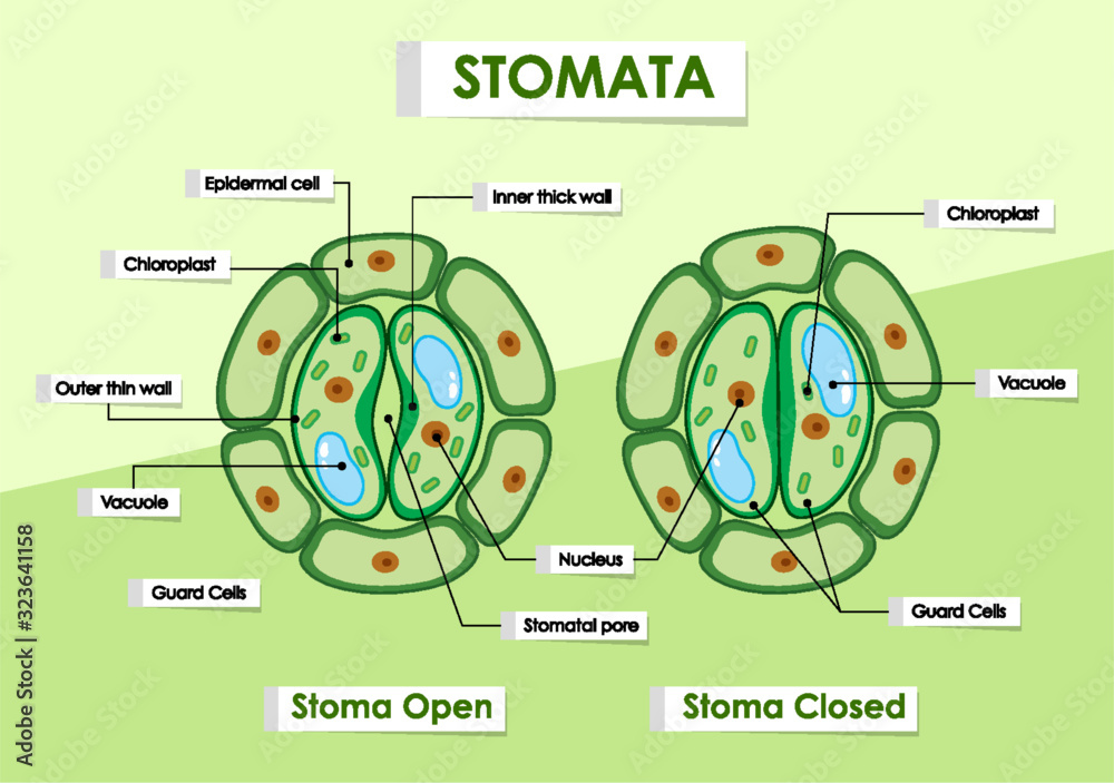 Diagram Showing Stomata On Green Plant Stock Vector Adobe Stock diagram-showing-stomata-on-green-plant-stock-vector-adobe-stock