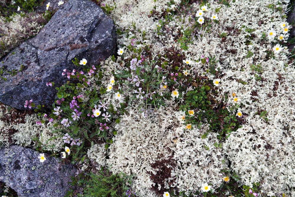 Dwarf flowers in the alpine zone in the mountains Khibiny Stock Photo ...
