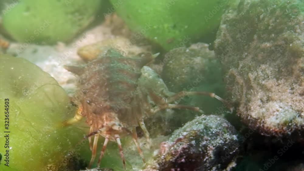 Crayfish in green sea goo slime Spirogyra and Stigeoclonium underwater ...