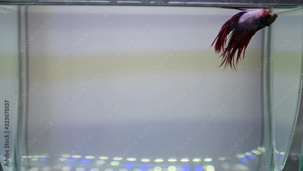A majestic specimen of betta splendens, more commonly known as fighting ...
