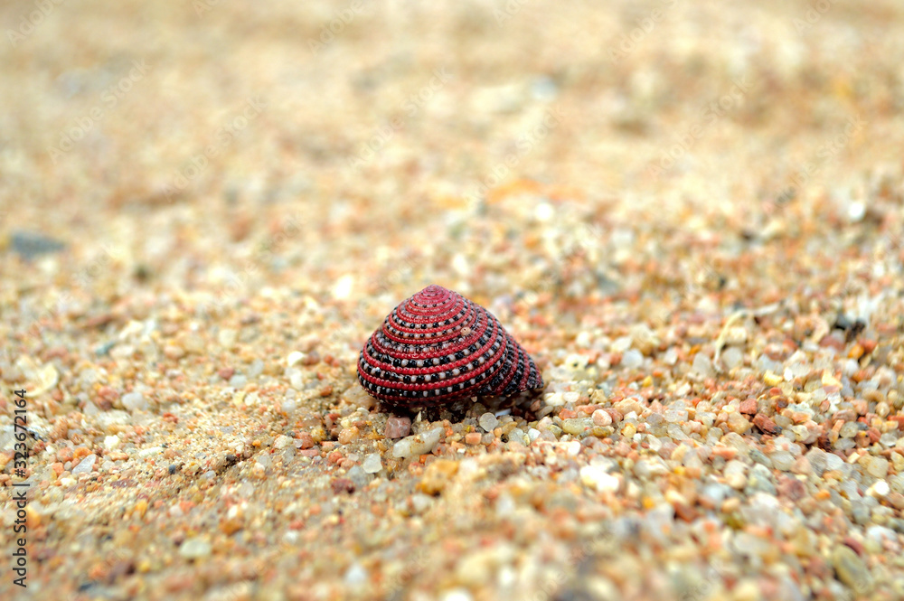Beautiful colorful seashell on beach sand. Red, black and white ...