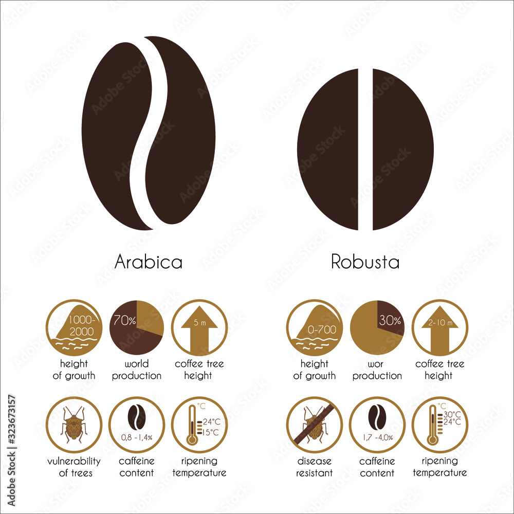 Vector info graphics of coffee varieties Arabica and Robusta ...