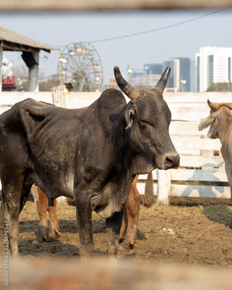 Steer inside wooden fence at rodeo event. In the background ...