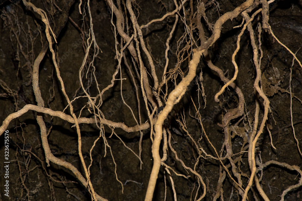 Beautiful dark low key texture background. Gothic moody background. Dry ...