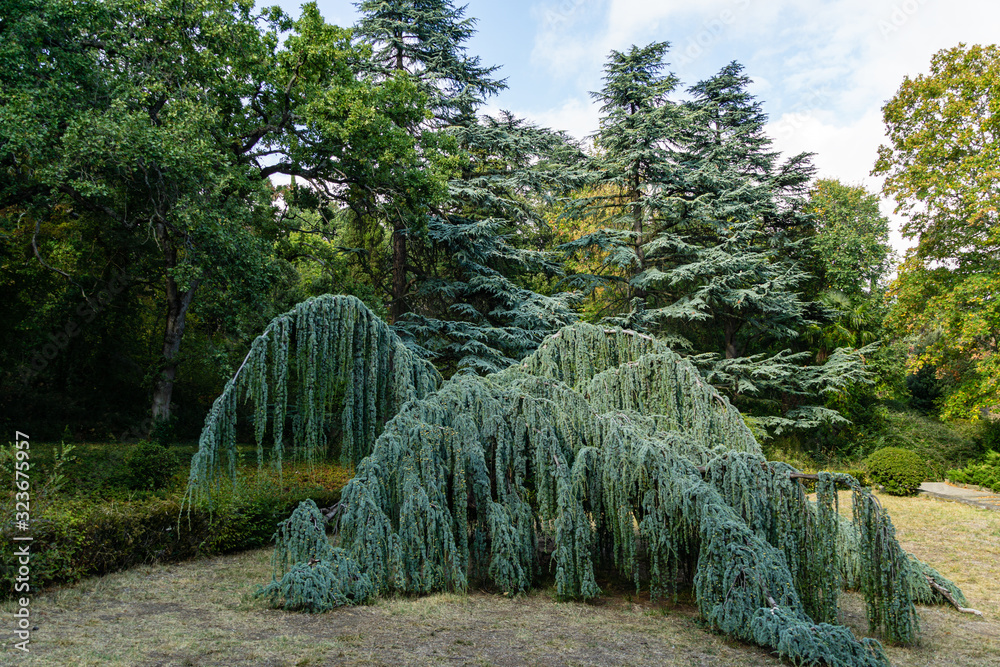 Foto de Landscape with majestic Weeping Blue Atlas cedar (Cedrus ...