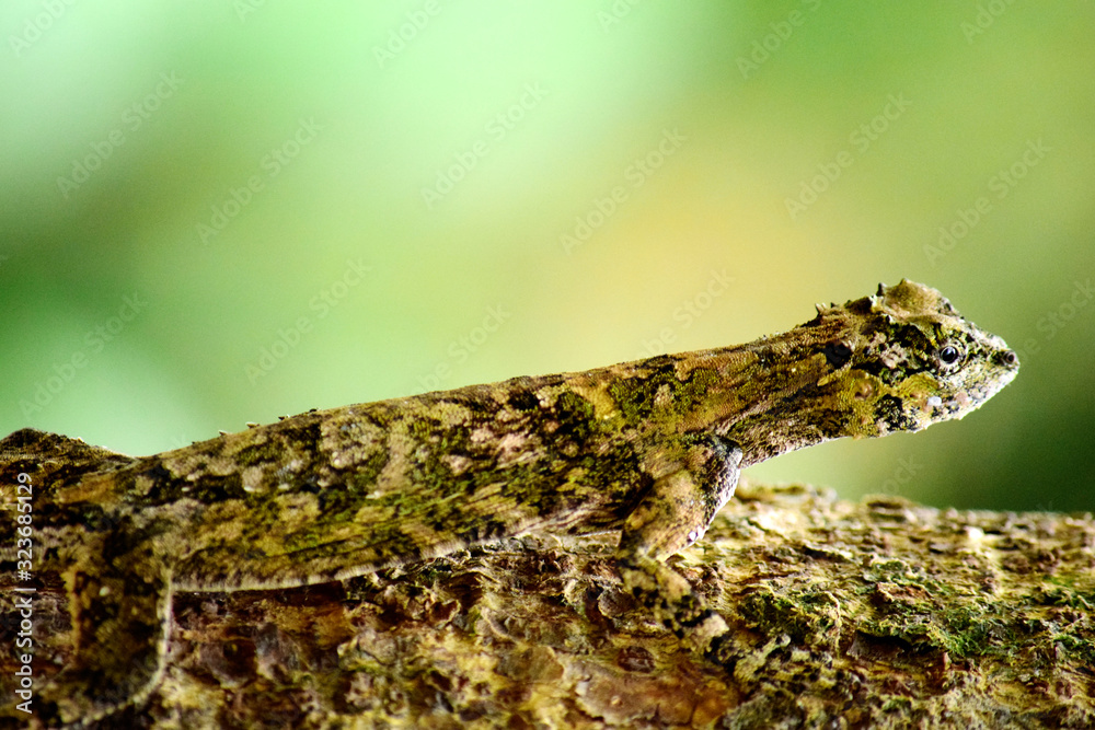 Gliding Lizards - Draco is a genus of agamid lizards that are also ...