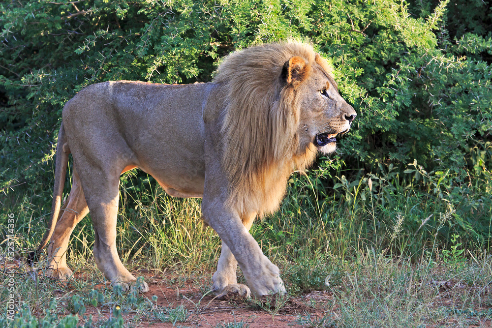Male lion walking Stock Photo | Adobe Stock