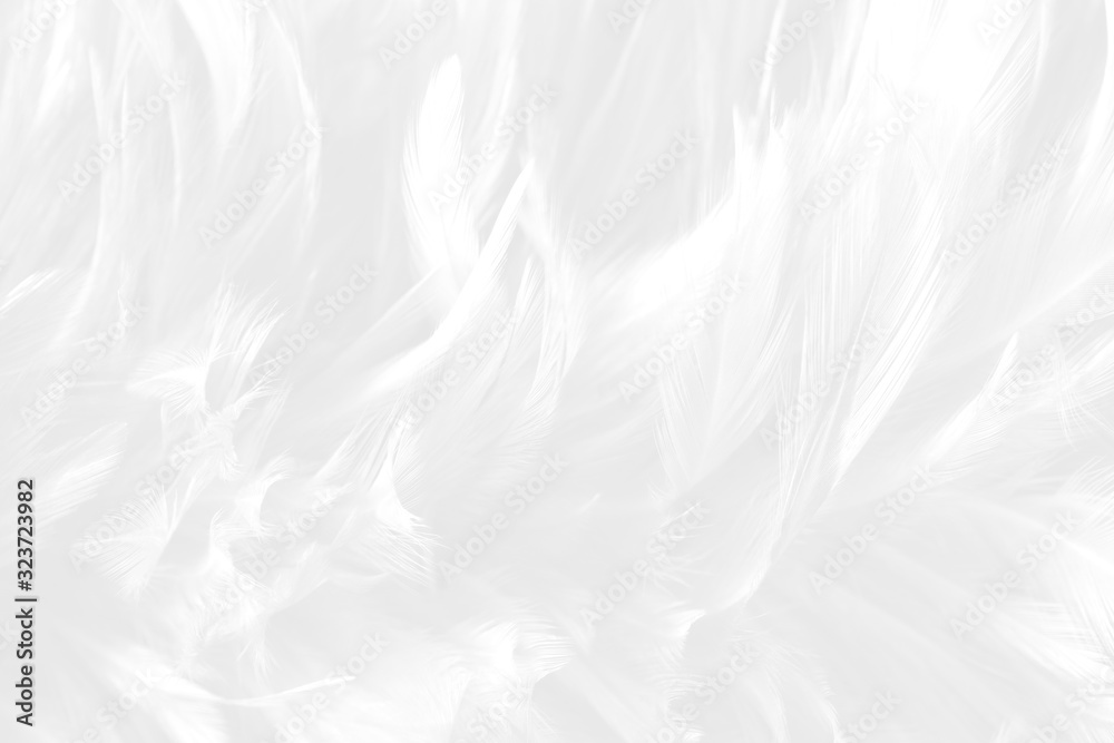 White feather pattern texture background. Luxury, beautiful abstract ...