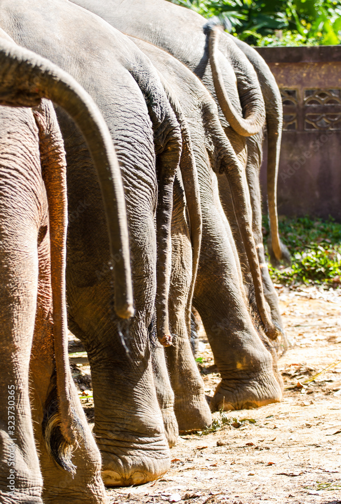 Rear view of a group of Indian elephants standing in a safari park ...