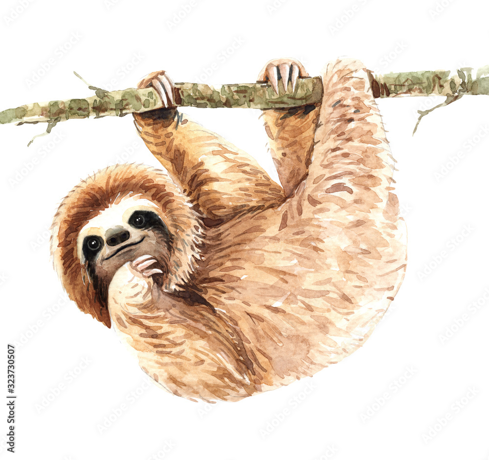 Sloth Watercolor, Sloth paint, Tropical animal, Watercolor boho ...