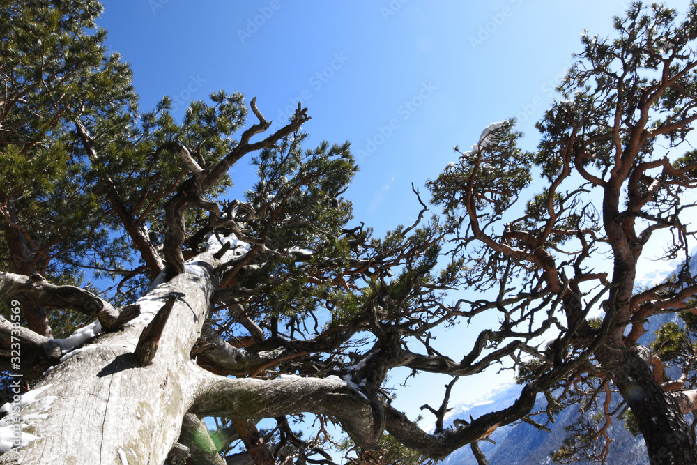 Pine trees are very tall and branched. Through the height and ...