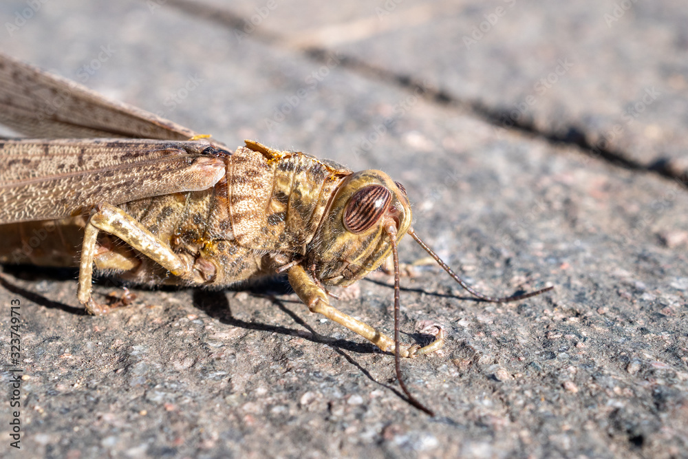 Latin aegyptium anacridium. Egyptian grasshopper giant grasshopper ...