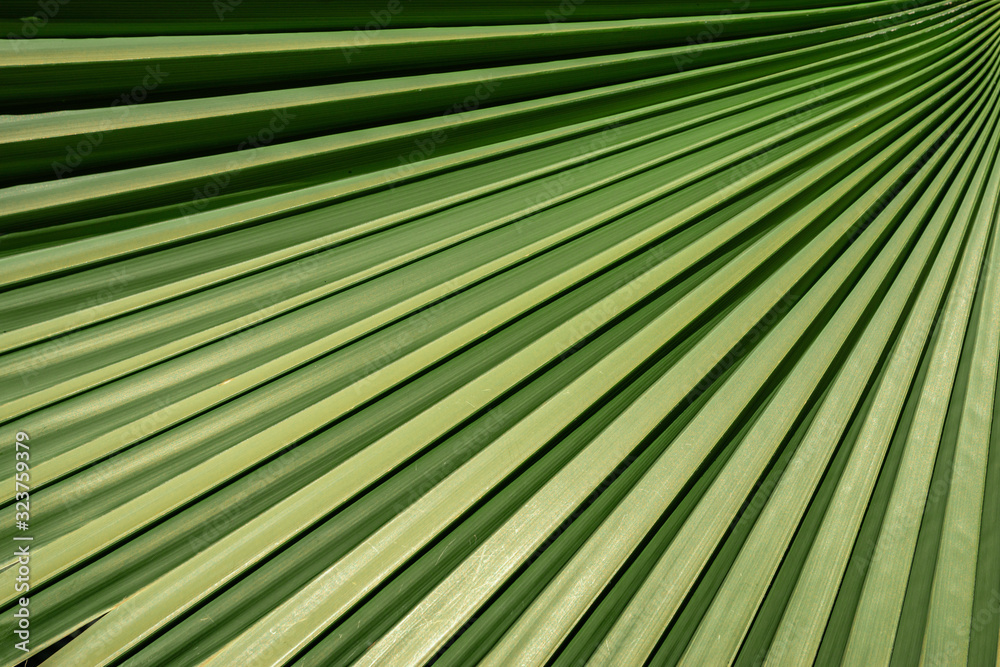 Palm Tree Leaf Pleated Texture Background Pattern with high contrast ...