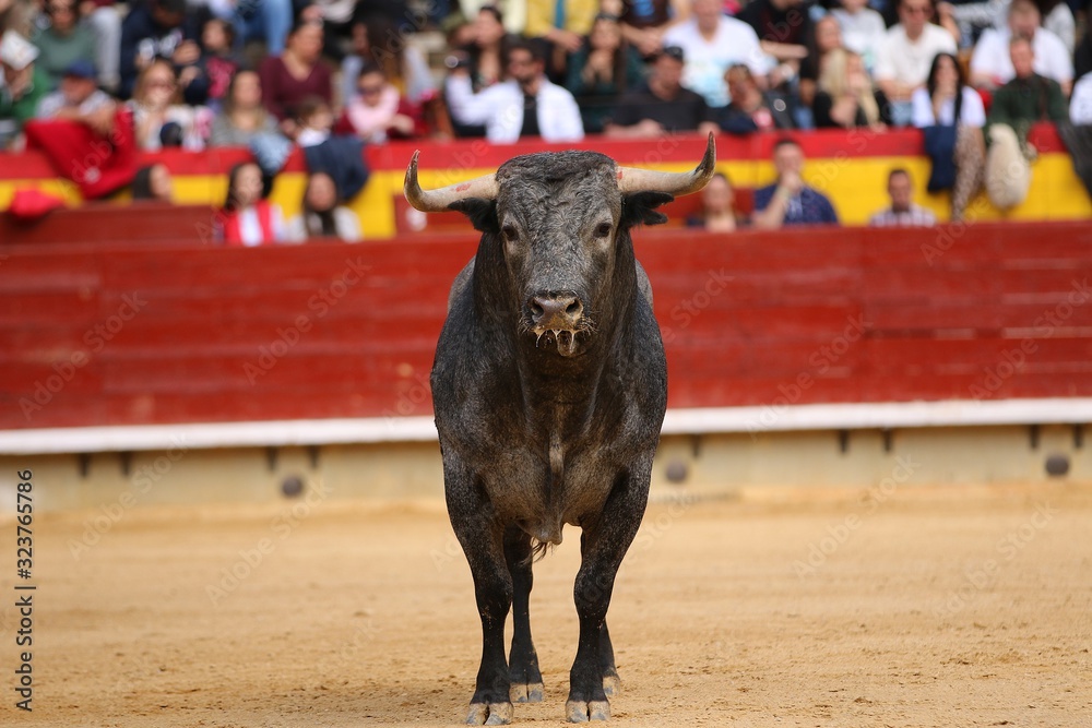 bull in the ring Stock Photo | Adobe Stock