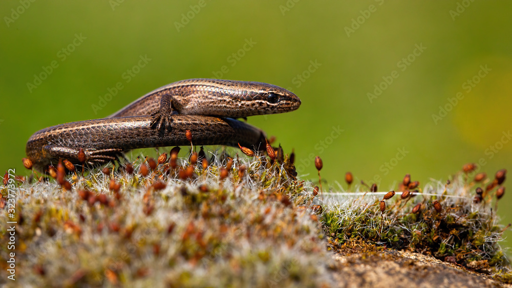 Front view of a European copper skink, ablepharus kitaibelii with ...