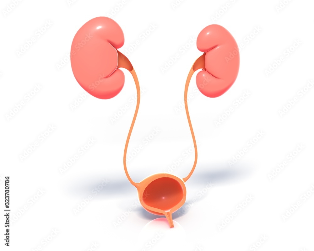 3D illustration of the human urinary system. Graphic representation ...