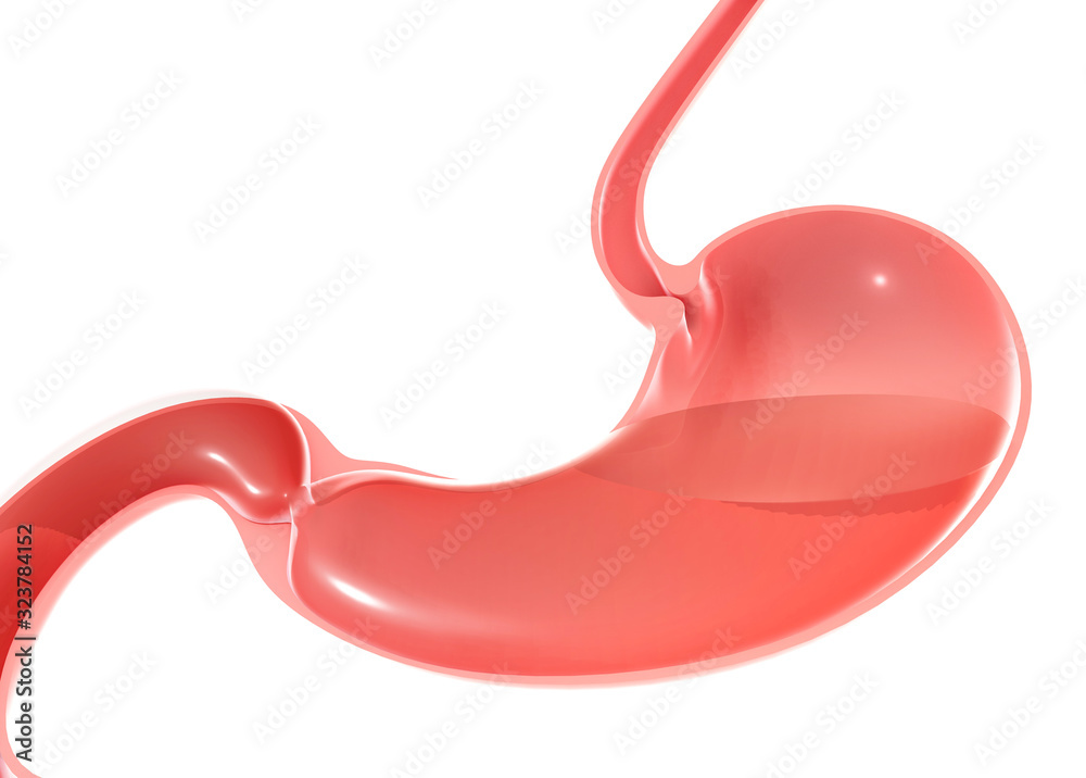3D illustration of the anatomy of the human stomach and intestine ...