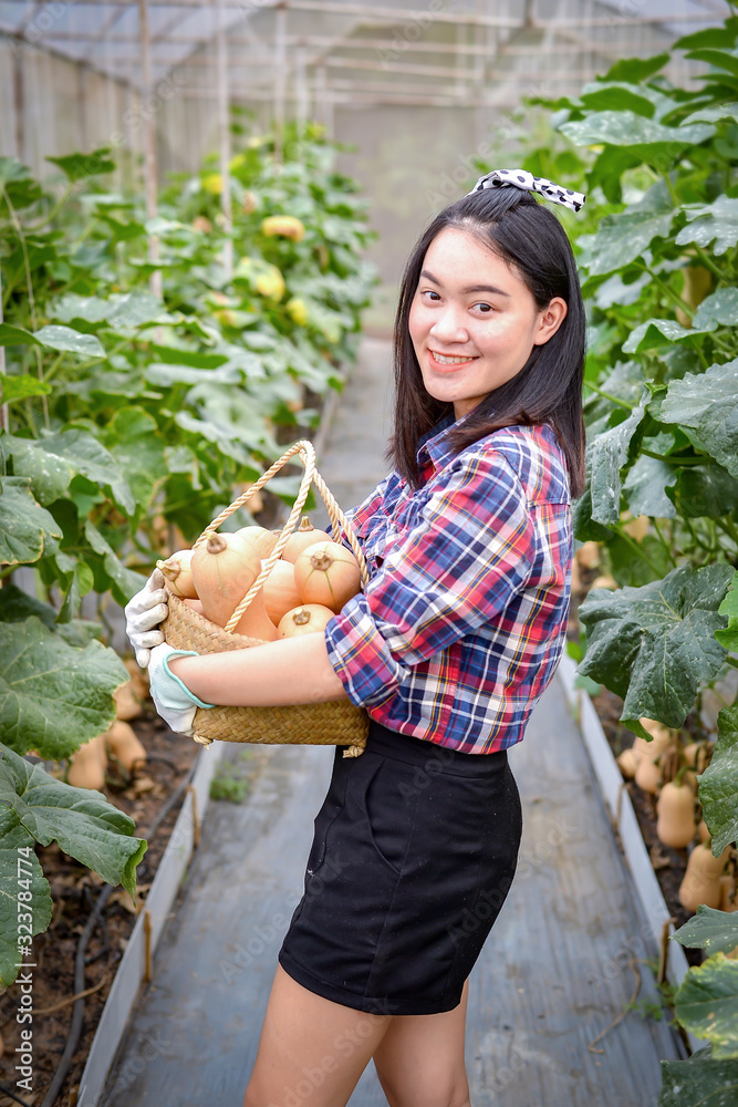 Butternut squash in butternut farm. Butternut squash hanging on the ...