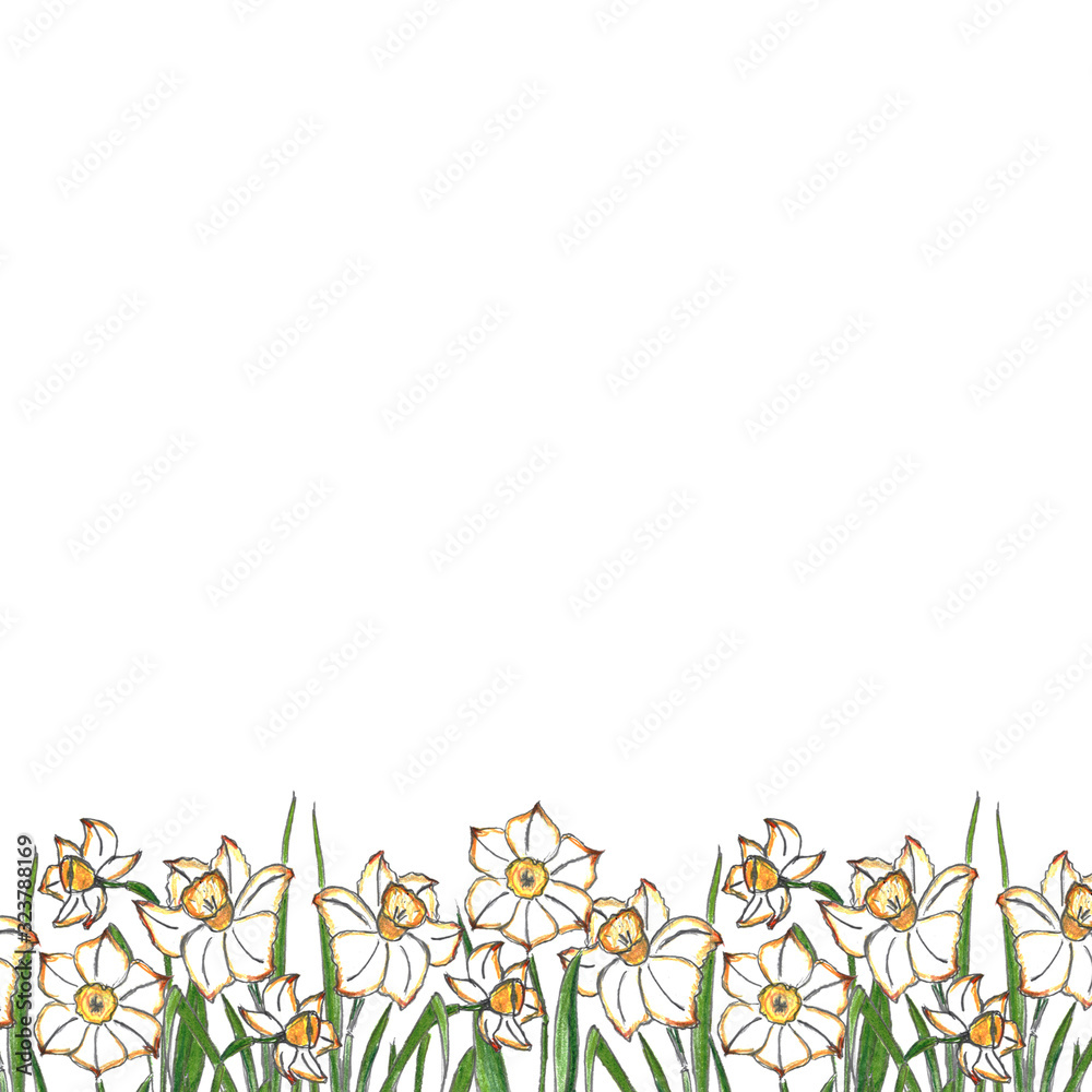 Seamless border of daffodil flowers. Color illustration, handmade ...