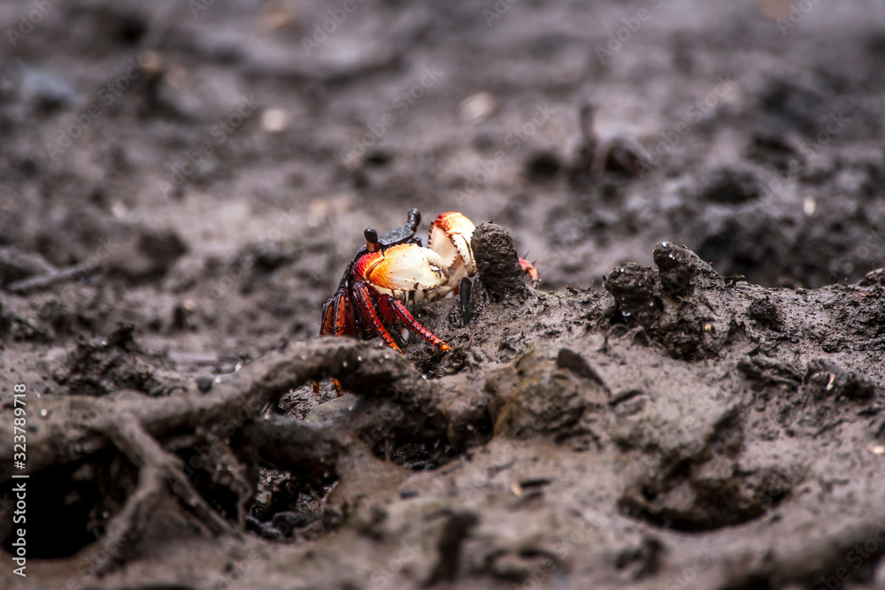 Mangrove root crab photographed in Vitoria, Espirito Santo. Southeast ...