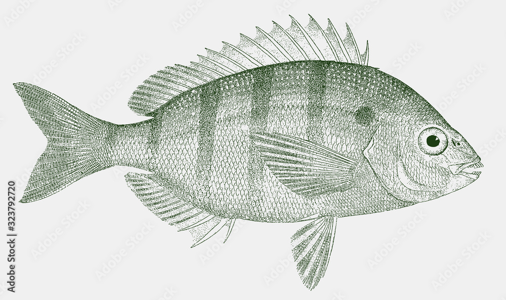 Pinfish, lagodon rhomboides from the Atlantic Ocean in side view Stock ...