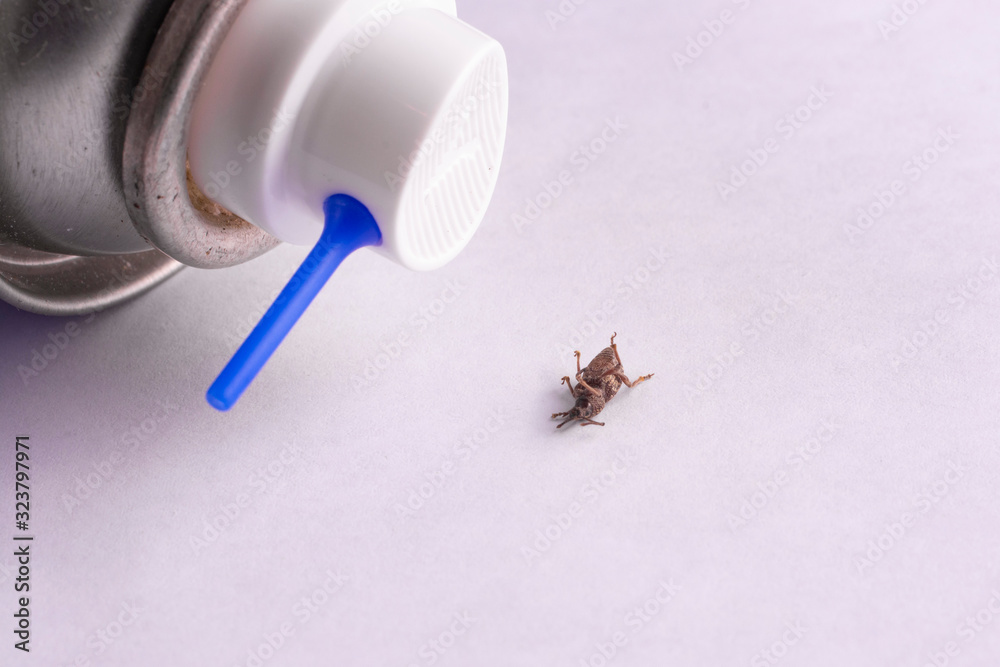 Aerosol and insect on a white background. Insecticide. Protect your ...