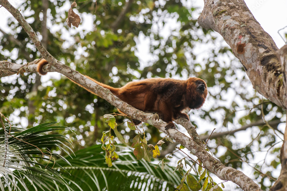 Howler monkey photographed in Santa Maria de Jetiba, Espirito Santo ...