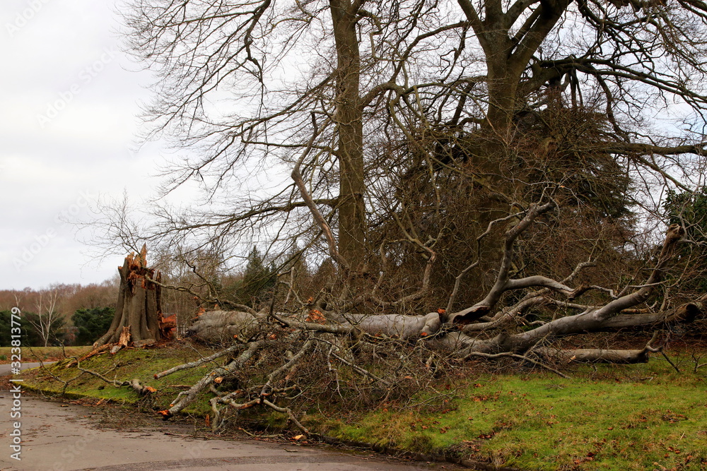 A storm damaged tree with the trunk snapped and fallen on the ground ...