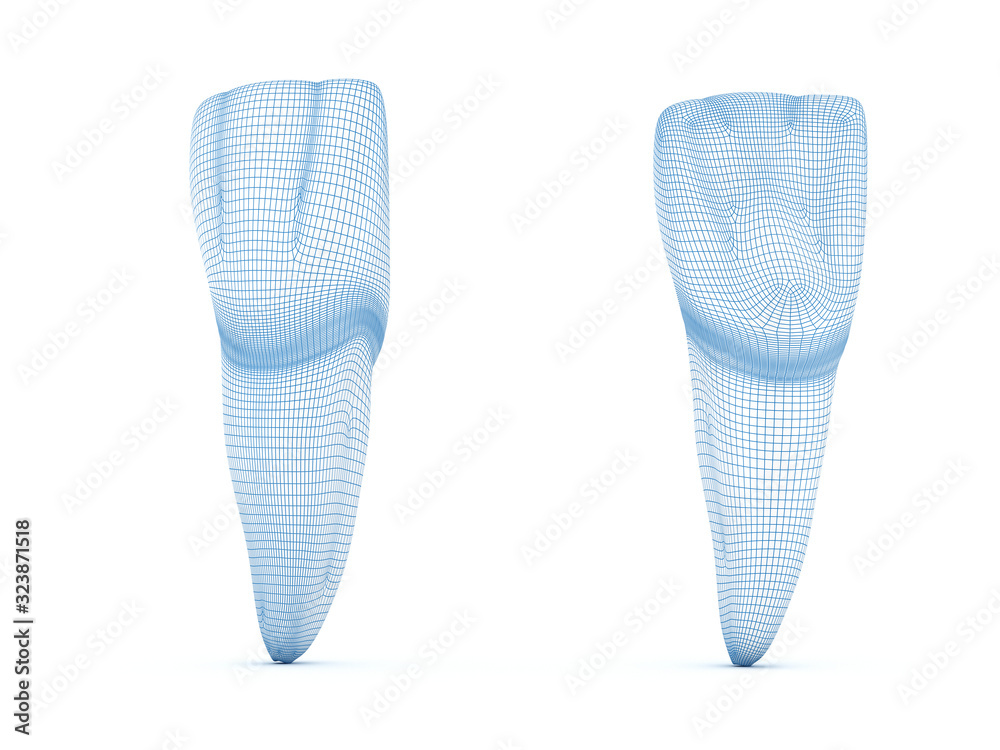 Morphology of maxillary central incisor tooth. Wired 3d illustration ...