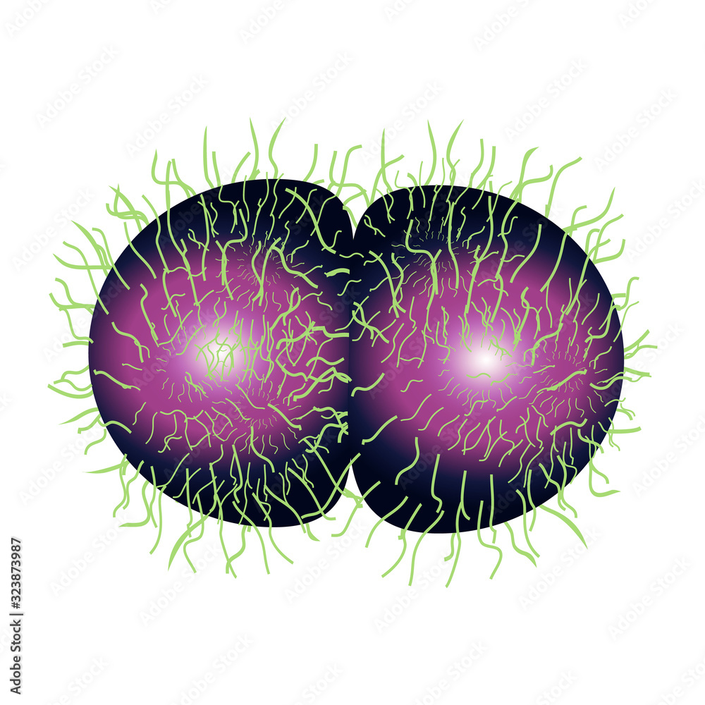 Gonococcus structure. Neisseria gonorrhoeae. Gonorrhea disease ...