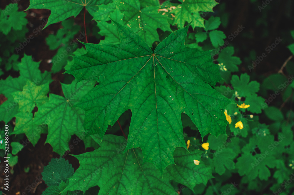 Fresh green maple leaves. Natural green background from maple leaves ...