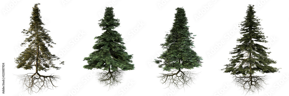 group of conifer trees with roots isolated on white background Stock ...