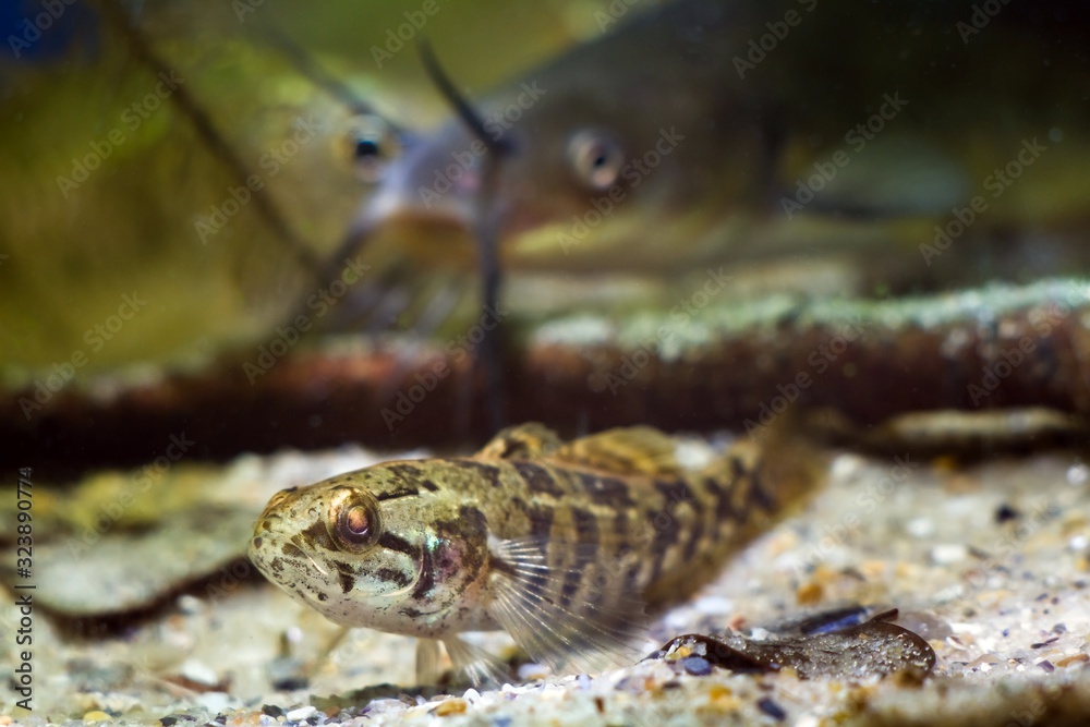 Foto de Chinese sleeper, juvenile aggressive freshwater fish species ...