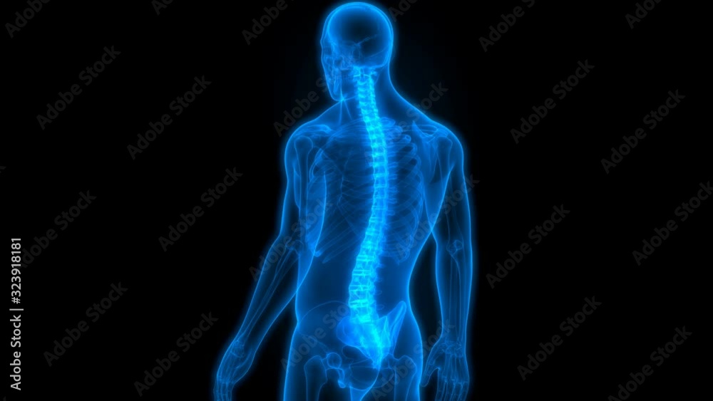 Vertebral Column of Human Skeleton System Anatomy Animation Concept ...